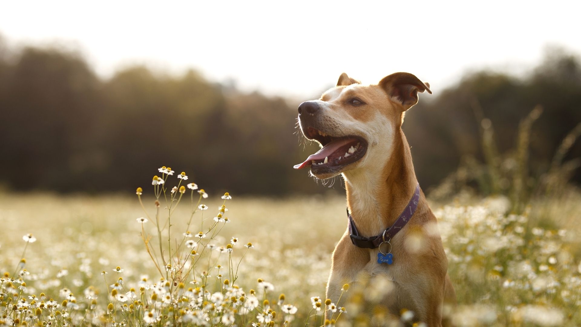 Vet Near Me Ontario 80206 | Heartland Animal Hospital