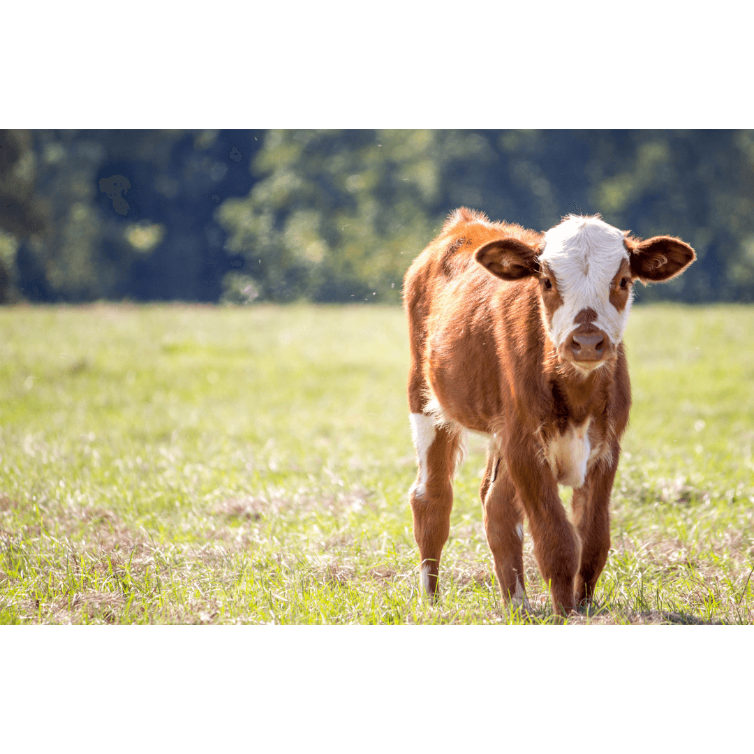 Monthly Newsletter For August | Heartland Animal Hospital