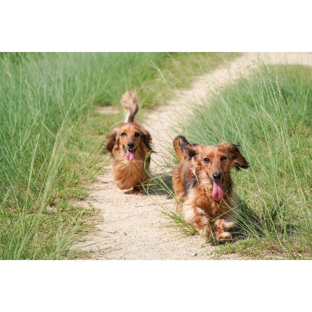 The Importance Of Pet Socialization | Heartland Animal Hospital